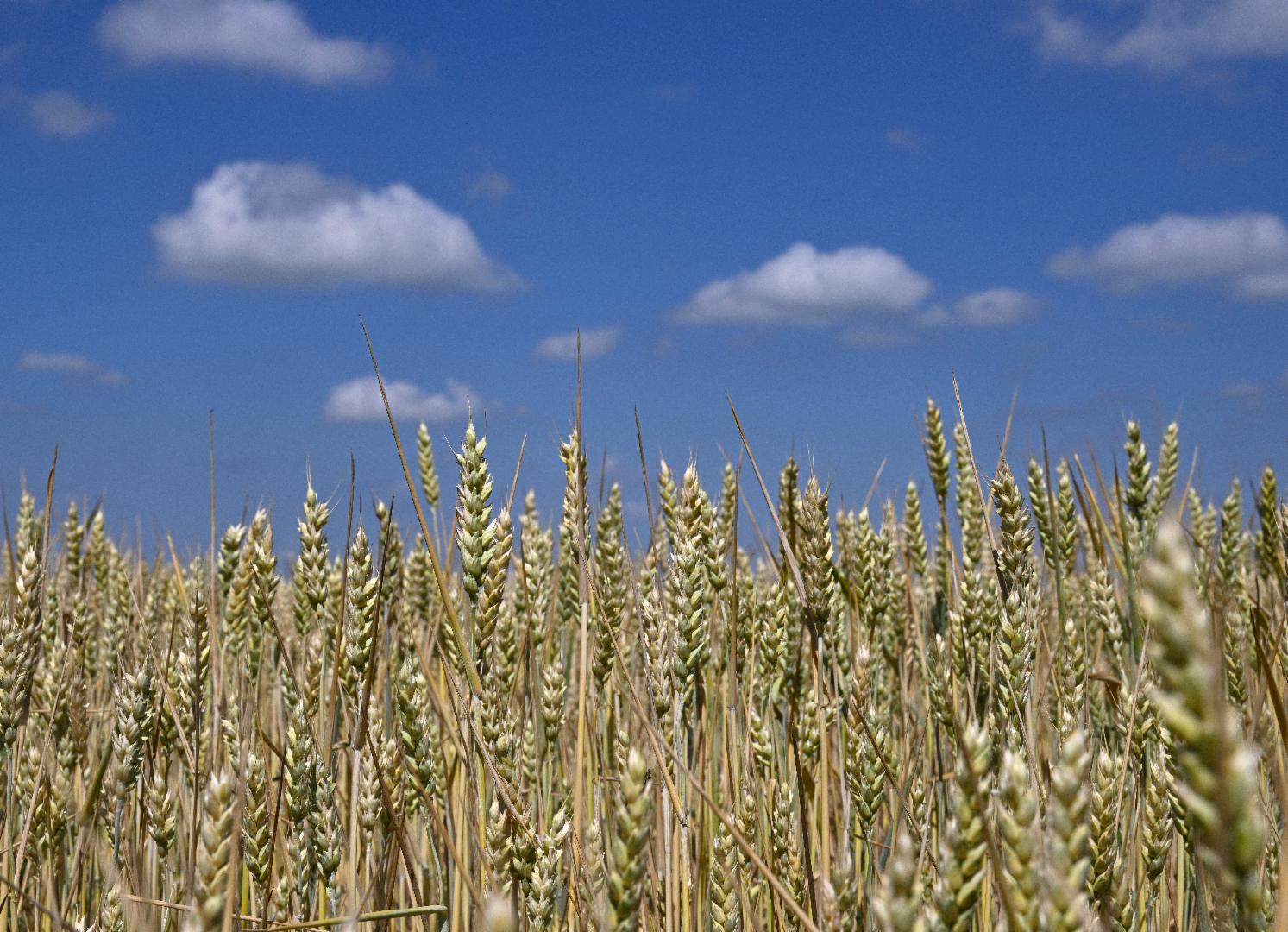 Die fehlenden ukrainischen Weizenexporte bedrohen die weltweite ...